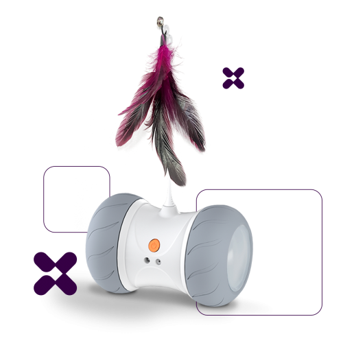 Rushy – Haxly